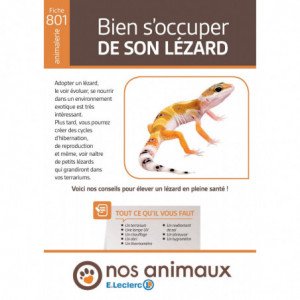 Bien s'occuper de son lézard